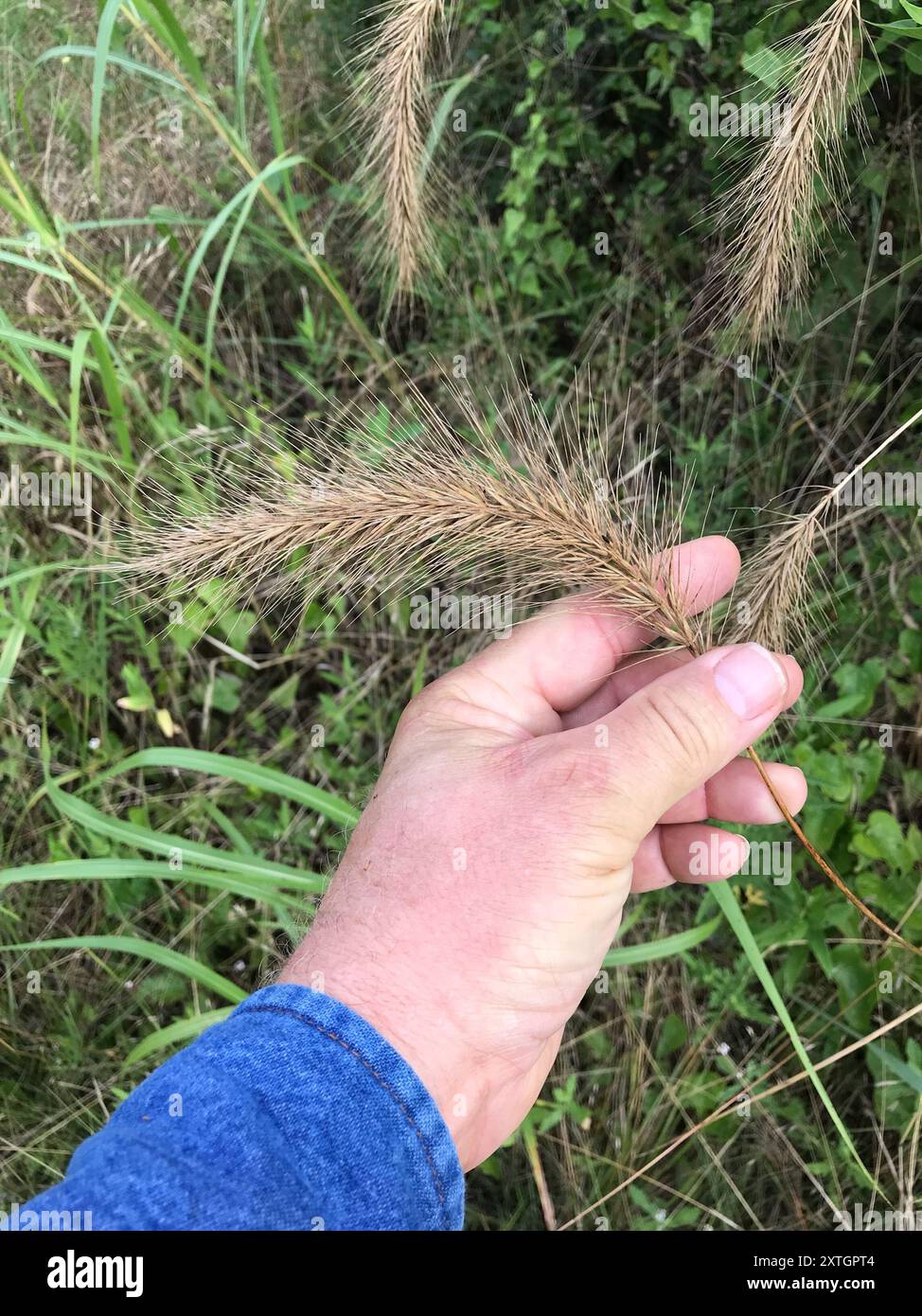 Canada wild rye (Elymus canadensis) Plantae Stock Photo - Alamy