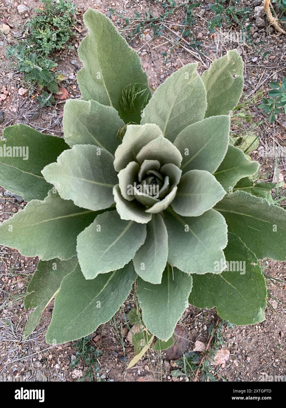 great mullein (Verbascum thapsus) Plantae Stock Photo - Alamy