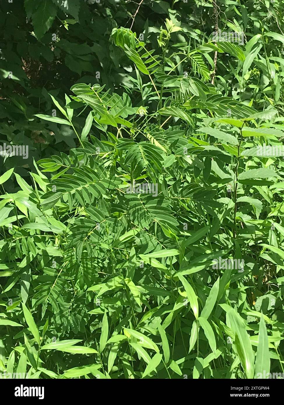 American senna (Senna hebecarpa) Plantae Stock Photo - Alamy