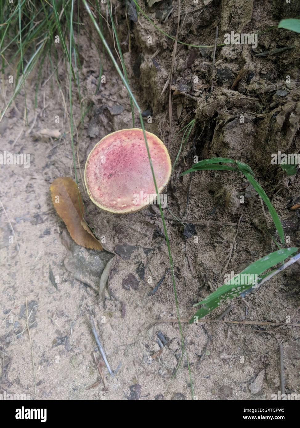Ruby Bolete (Hortiboletus rubellus) Fungi Stock Photo - Alamy