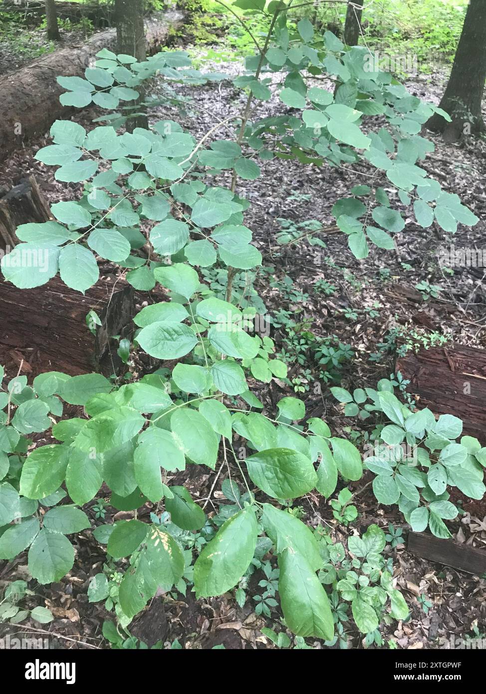 pignut hickory (Carya glabra) Plantae Stock Photo - Alamy