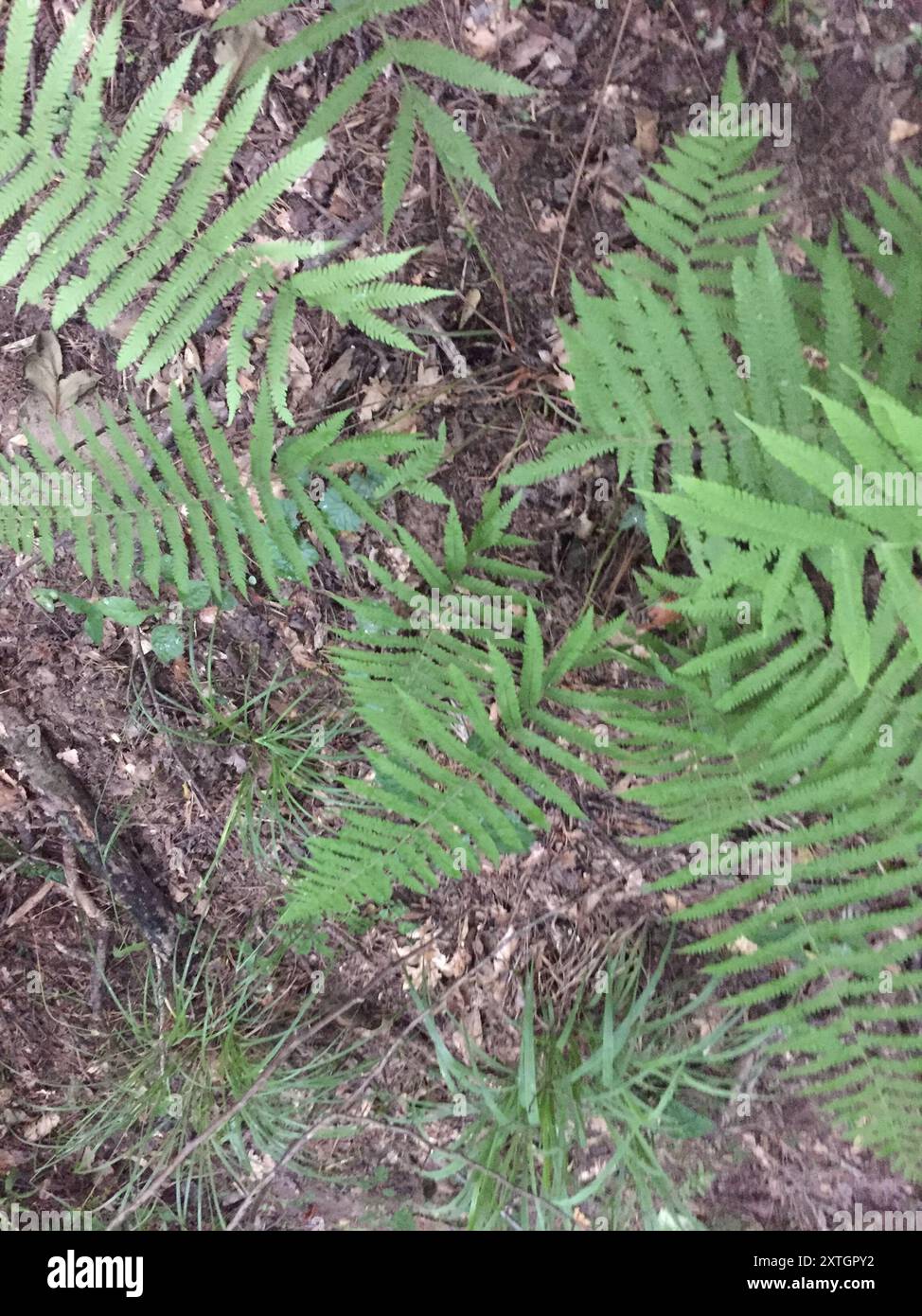 Variable maiden fern (Christella hispidula) Plantae Stock Photo - Alamy
