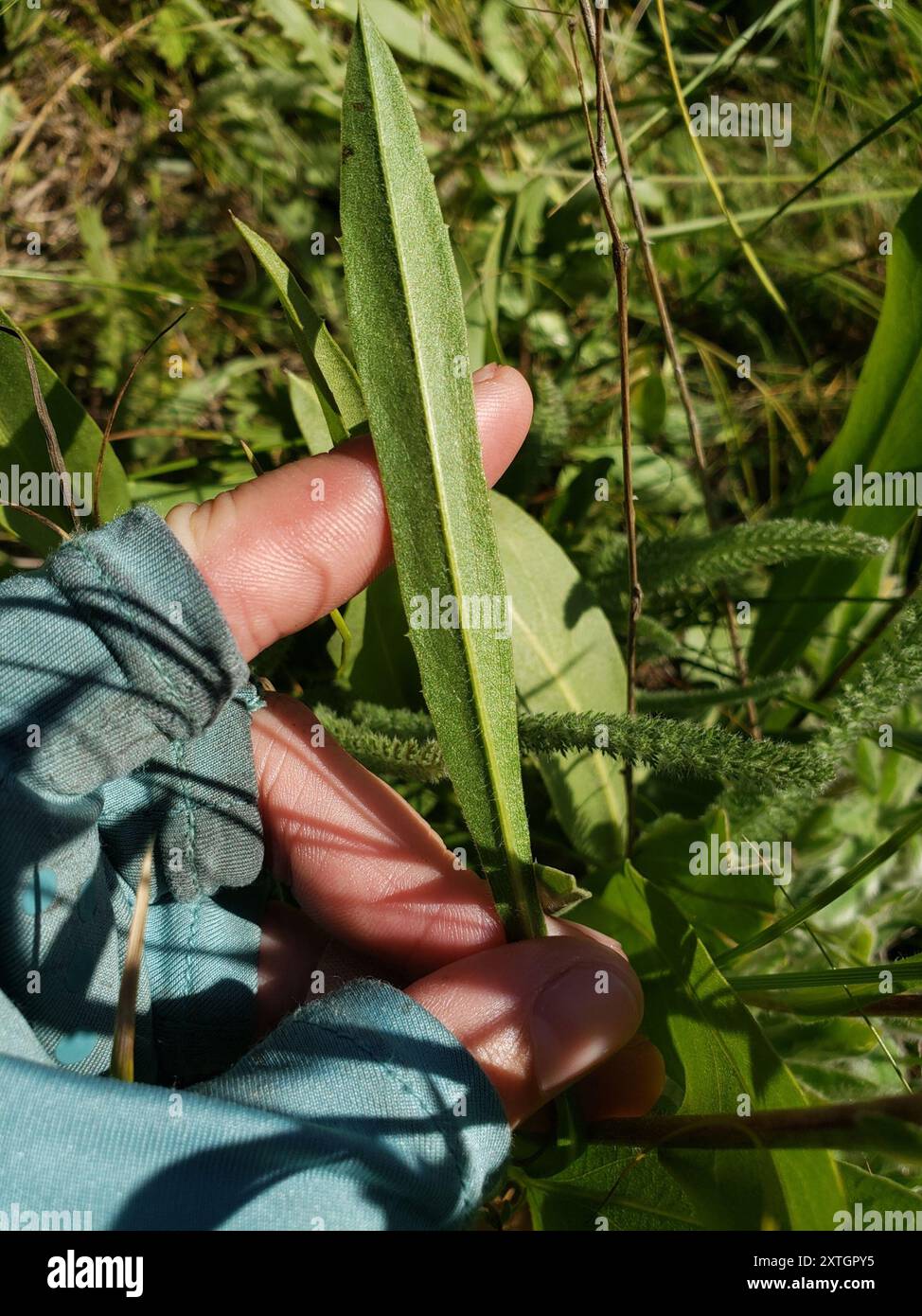 goldenweeds (Pyrrocoma) Plantae Stock Photo - Alamy
