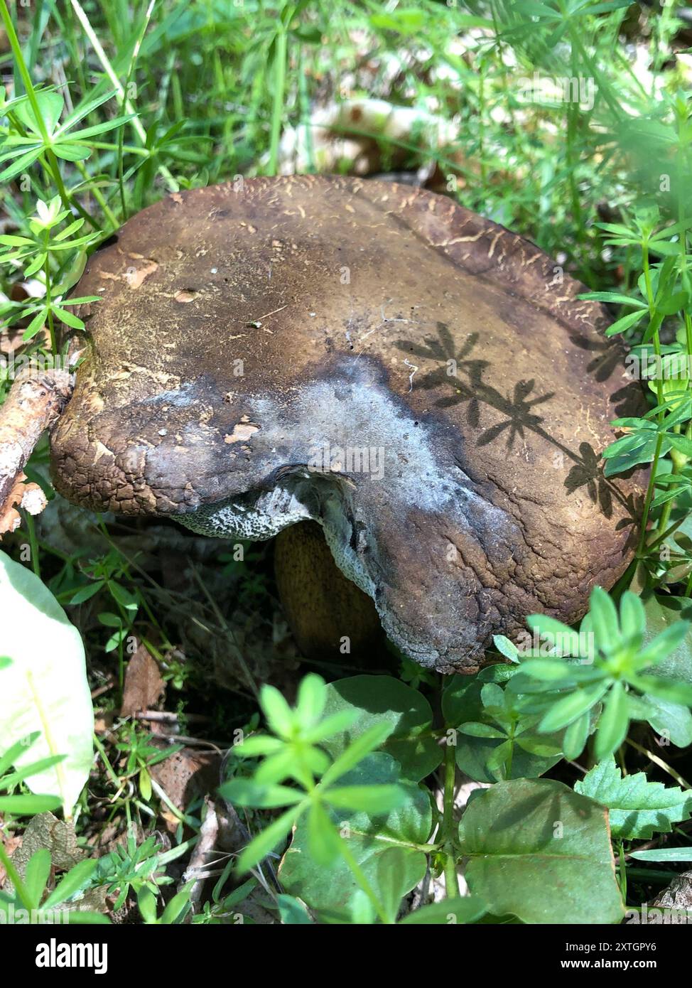 boletes (Boletaceae) Fungi Stock Photo - Alamy