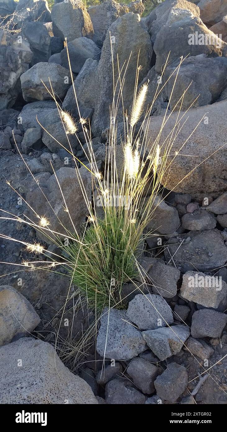 Fountain Grass (Cenchrus setaceus) Plantae Stock Photo - Alamy