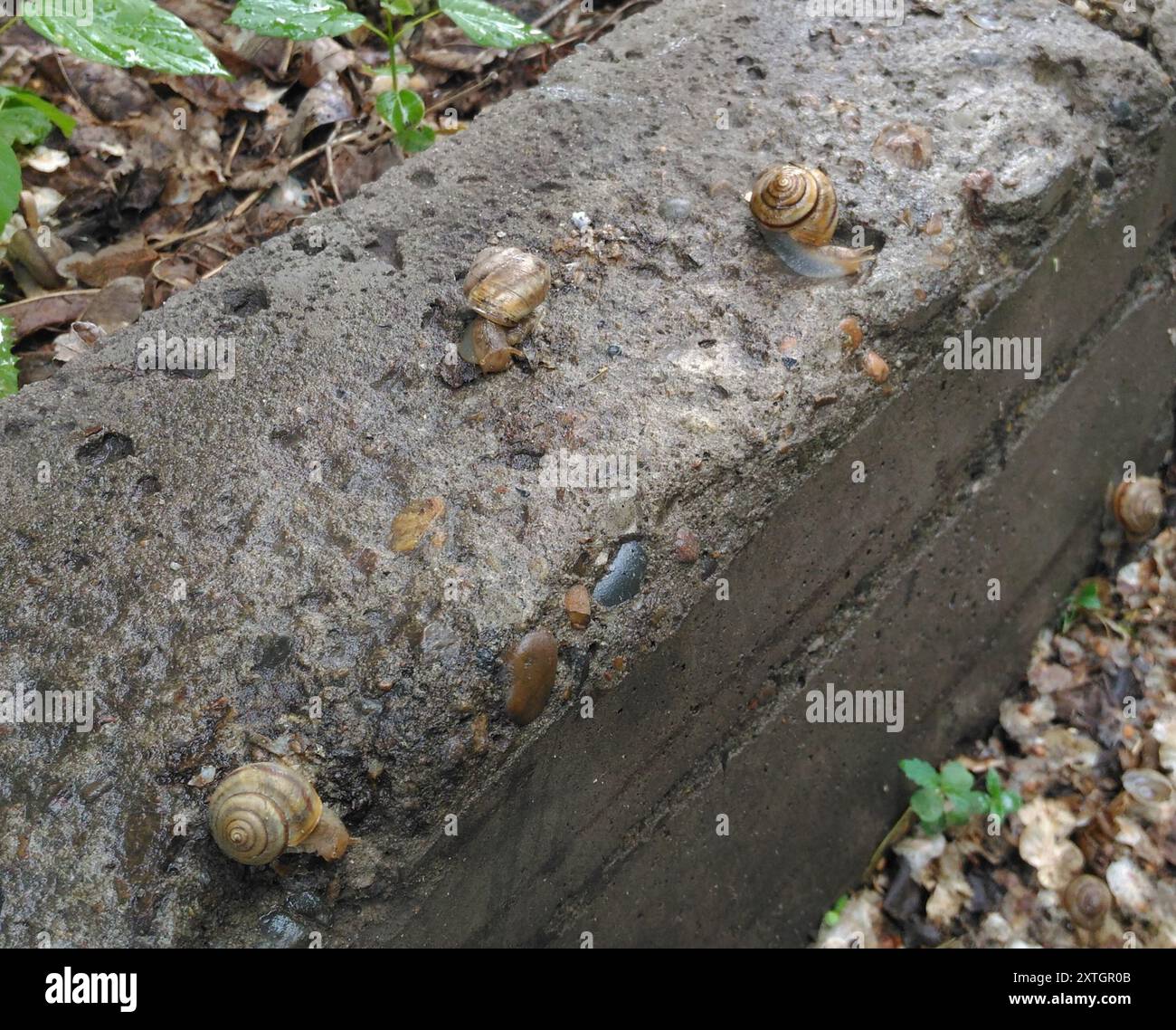 Bush snail (Fruticicola fruticum) Mollusca Stock Photo - Alamy