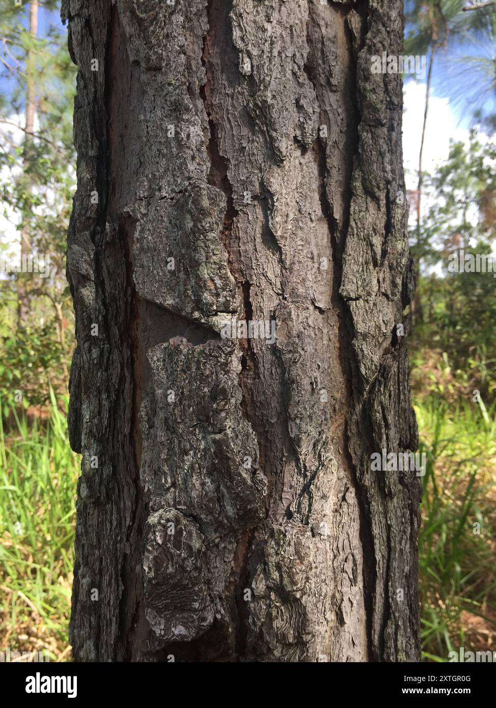 Caribbean pine (Pinus caribaea) Plantae Stock Photo - Alamy
