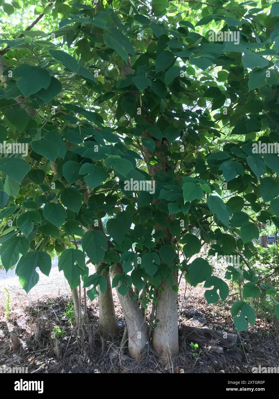 Paper mulberry (Broussonetia papyrifera) Plantae Stock Photo - Alamy