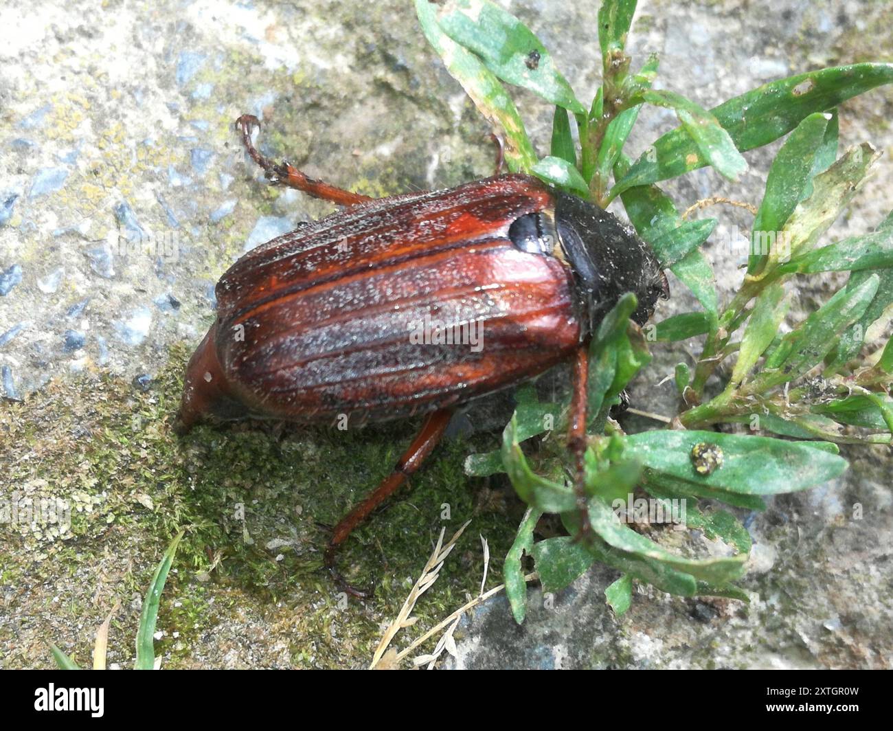 Cockchafers (Melolontha) Insecta Stock Photo - Alamy