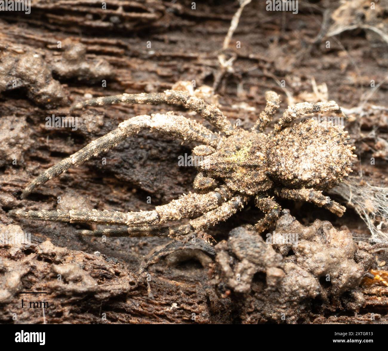 Hi-browed Crab Spider (Stephanopis altifrons) Arachnida Stock Photo - Alamy