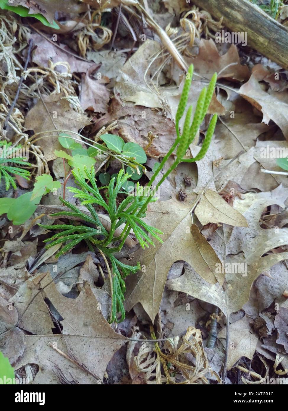 fan clubmoss (Diphasiastrum digitatum) Plantae Stock Photo - Alamy