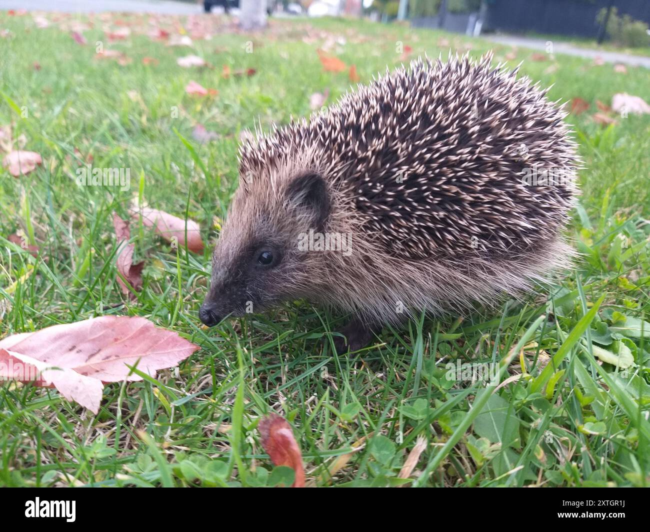 Common Hedgehog (Erinaceus europaeus) Mammalia Stock Photo - Alamy