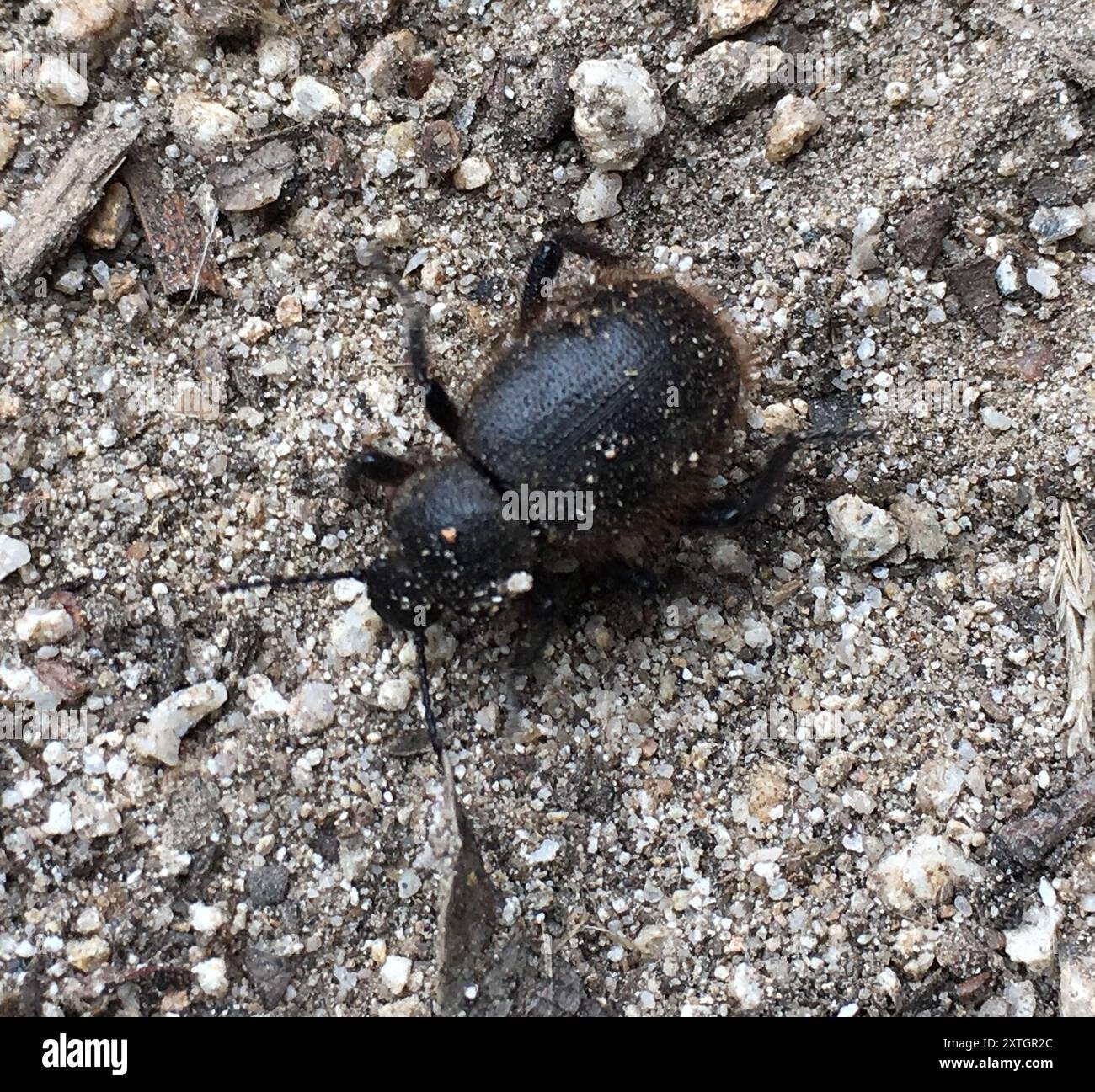Woolly Darkling Beetle (Eleodes osculans) Insecta Stock Photo - Alamy