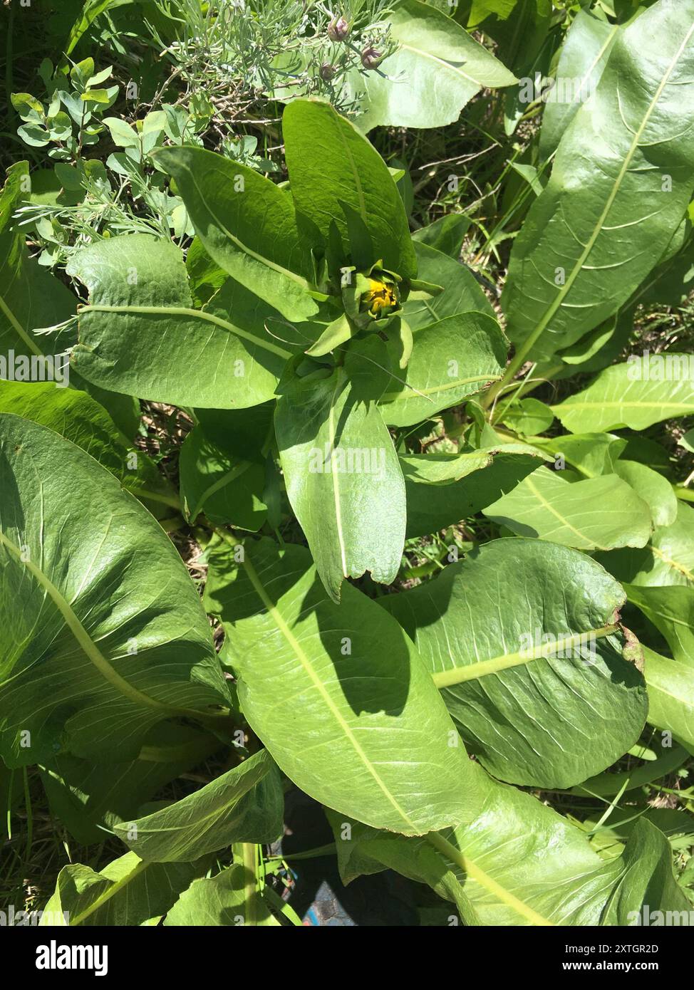 northern mule's ears (Wyethia amplexicaulis) Plantae Stock Photo - Alamy