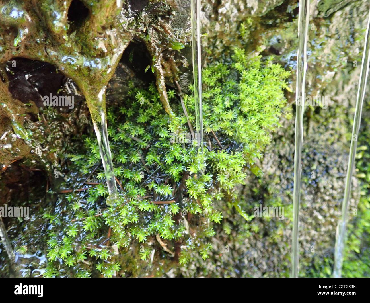 transparent fork-moss (Dichodontium pellucidum) Plantae Stock Photo - Alamy
