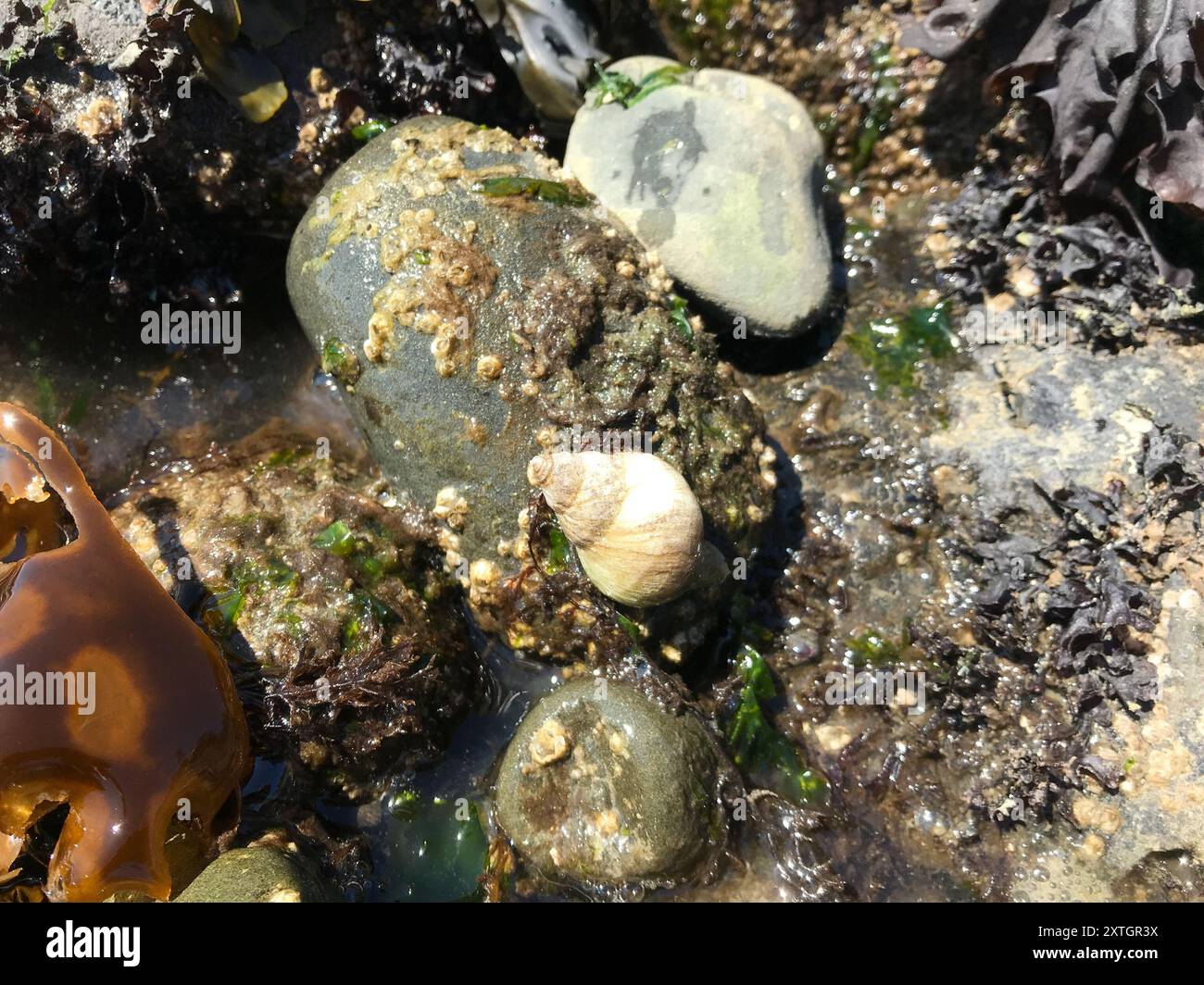 Frilled Dogwinkle (Nucella lamellosa) Mollusca Stock Photo - Alamy