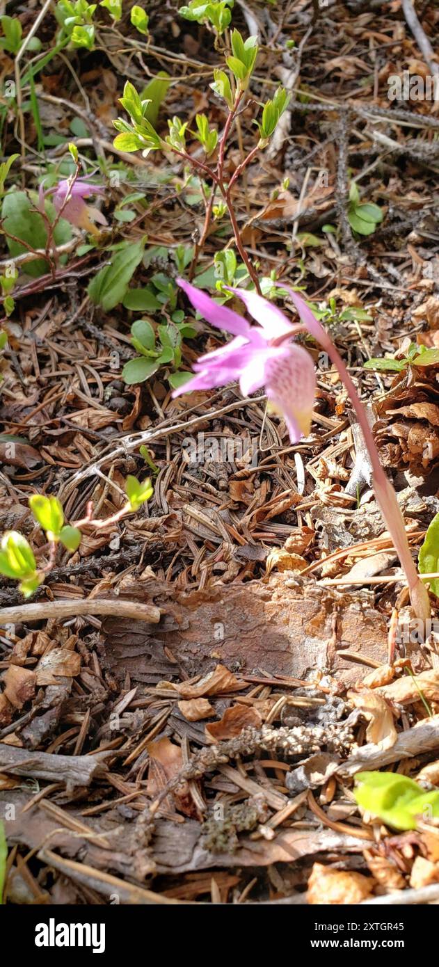 Eastern Fairy-slipper (Calypso bulbosa americana) Plantae Stock Photo ...