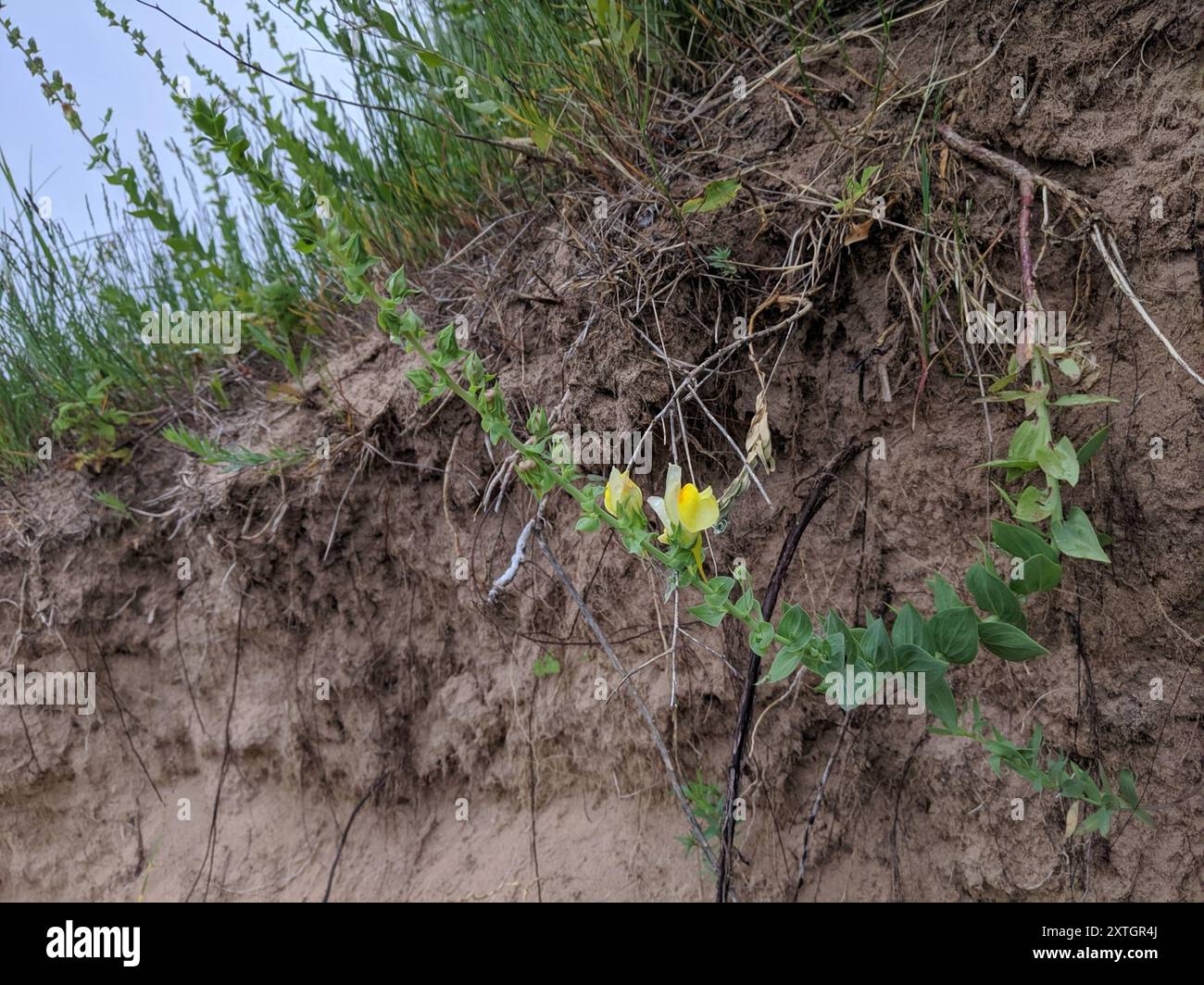 Balkan toadflax (Linaria dalmatica) Plantae Stock Photo - Alamy