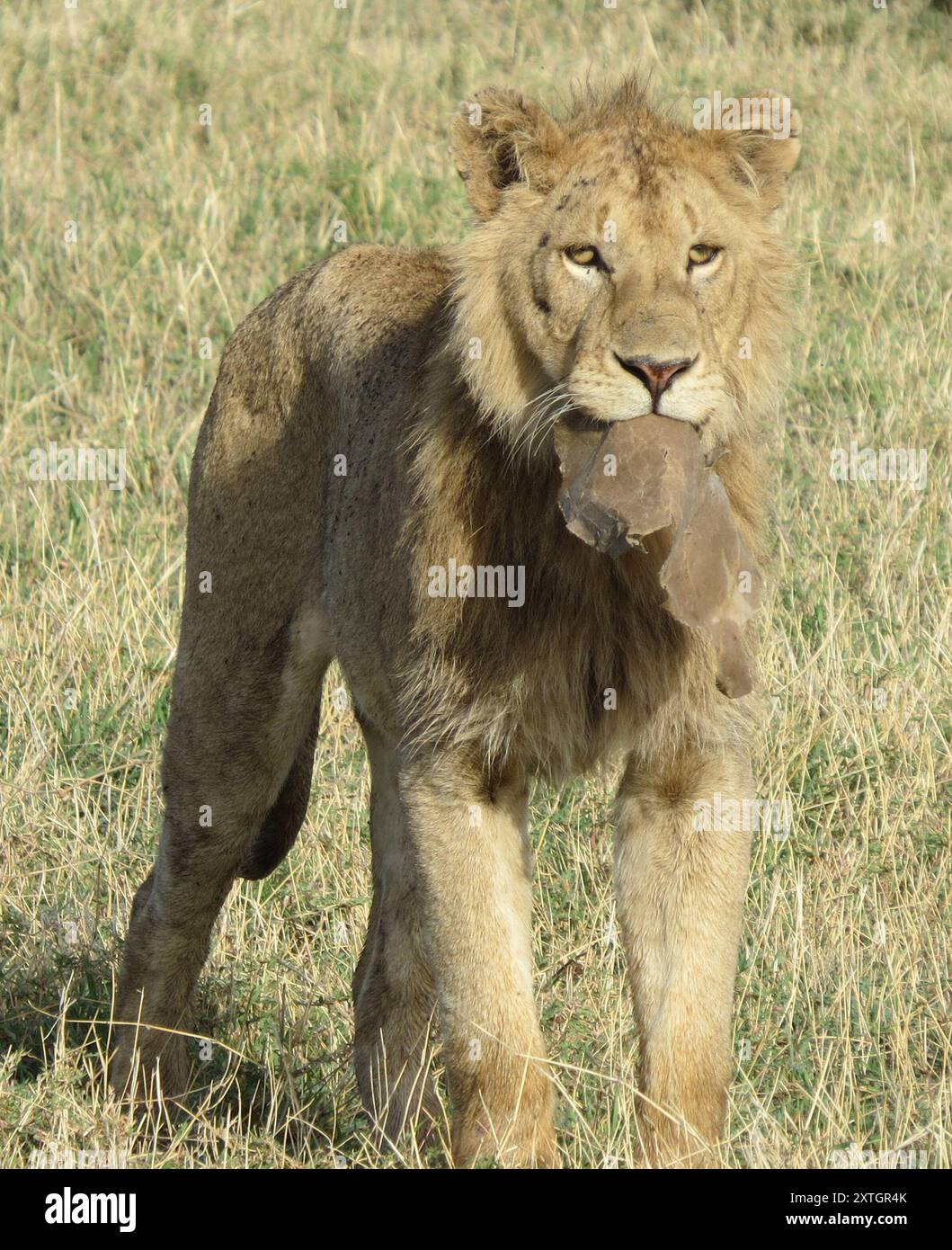 Southern Lion (Panthera leo melanochaita) Mammalia Stock Photo - Alamy
