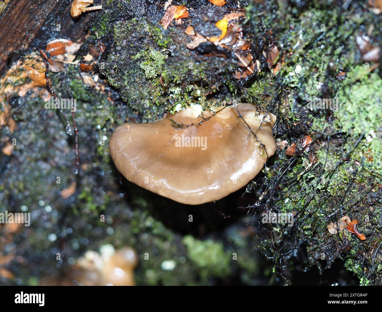 (Pleurotus purpureo-olivaceus) Fungi Stock Photo - Alamy