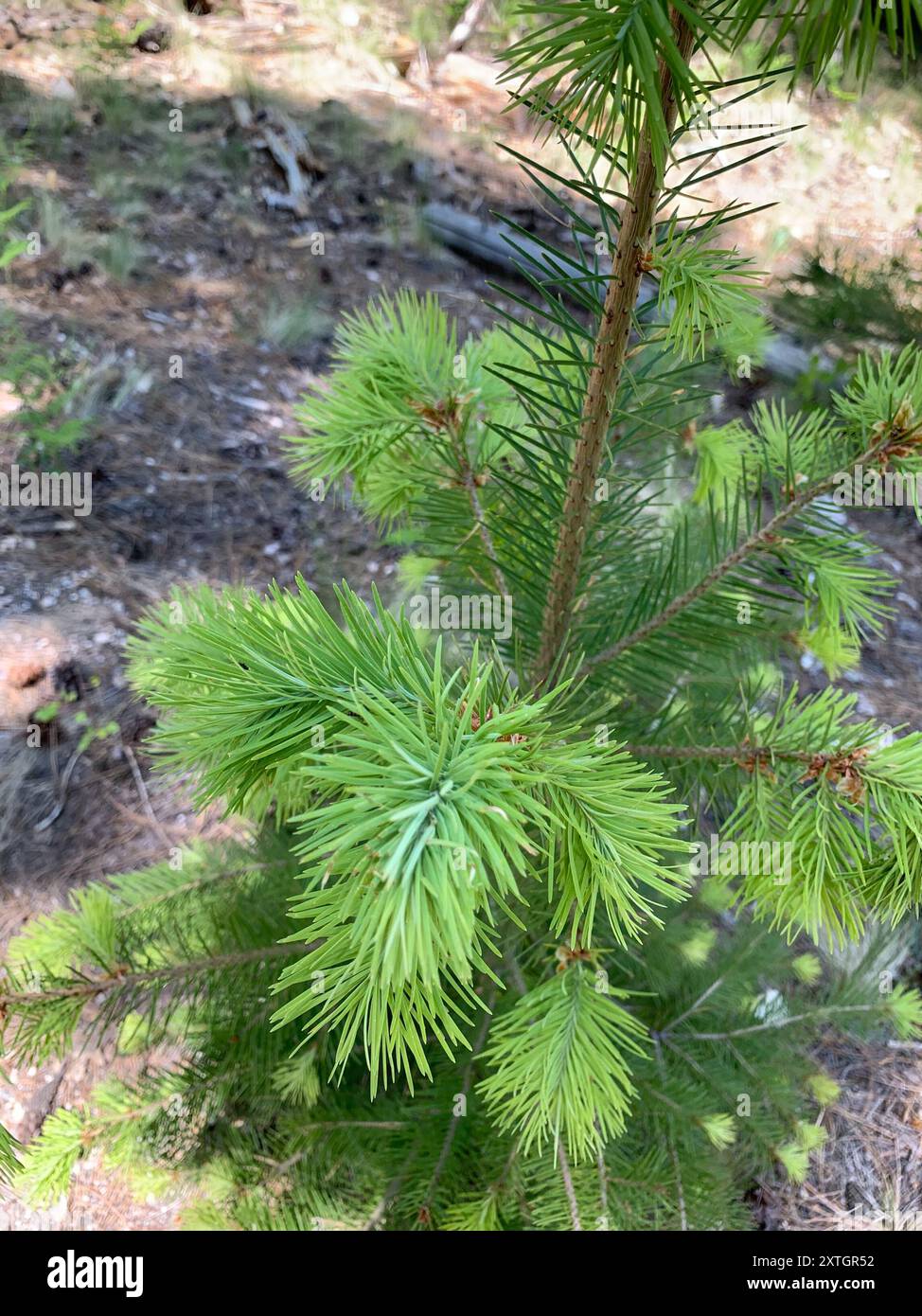 southwestern white pine (Pinus strobiformis) Plantae Stock Photo - Alamy