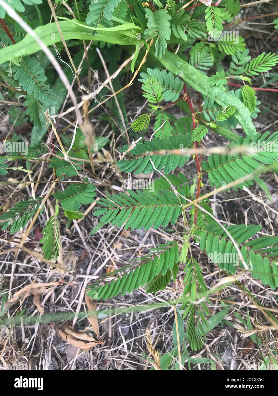 sensitive pea (Chamaecrista nictitans) Plantae Stock Photo - Alamy