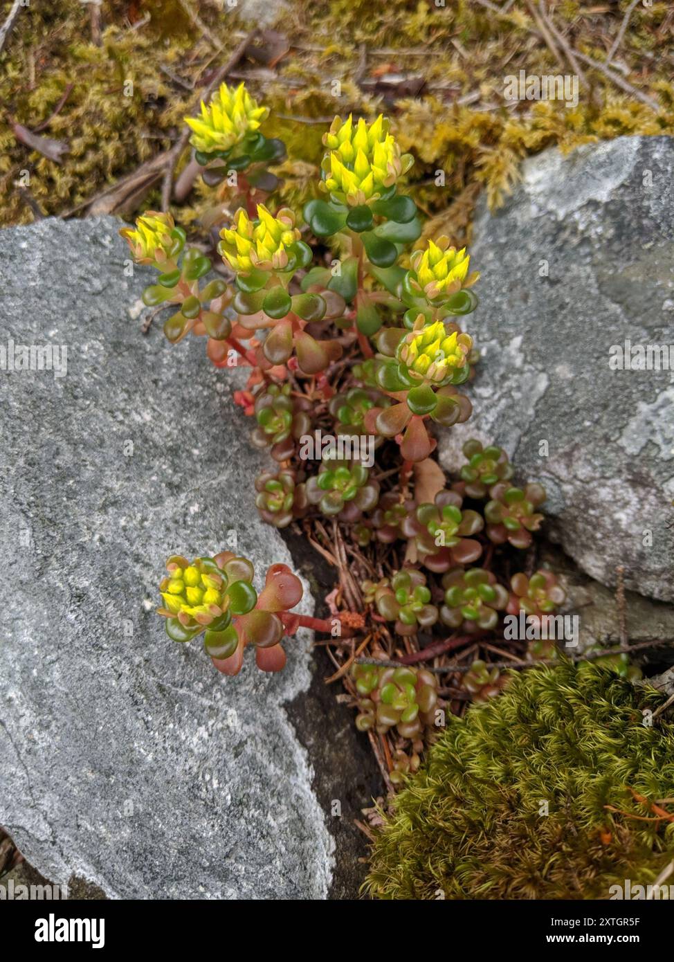 Oregon Stonecrop (Sedum oreganum) Plantae Stock Photo - Alamy