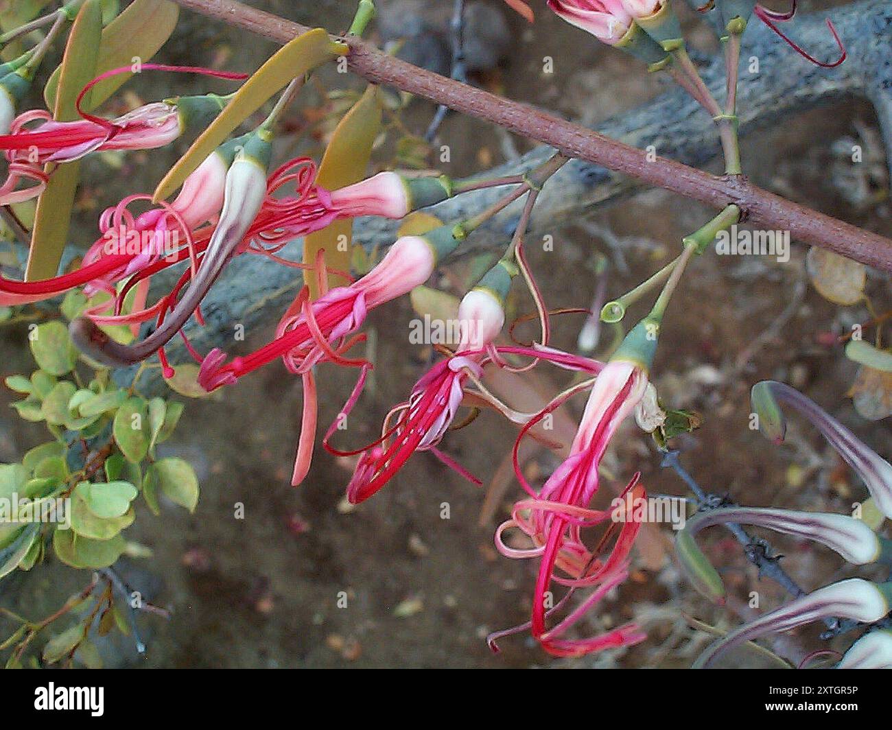 Acacia Mistletoe (Plicosepalus kalachariensis) Plantae Stock Photo - Alamy