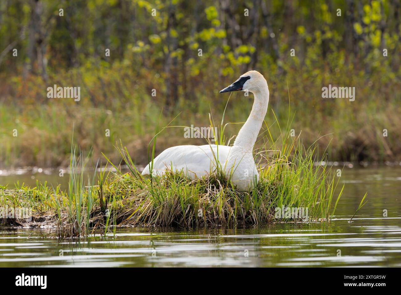 Trumpeter swan nest alaska hi-res stock photography and images - Alamy