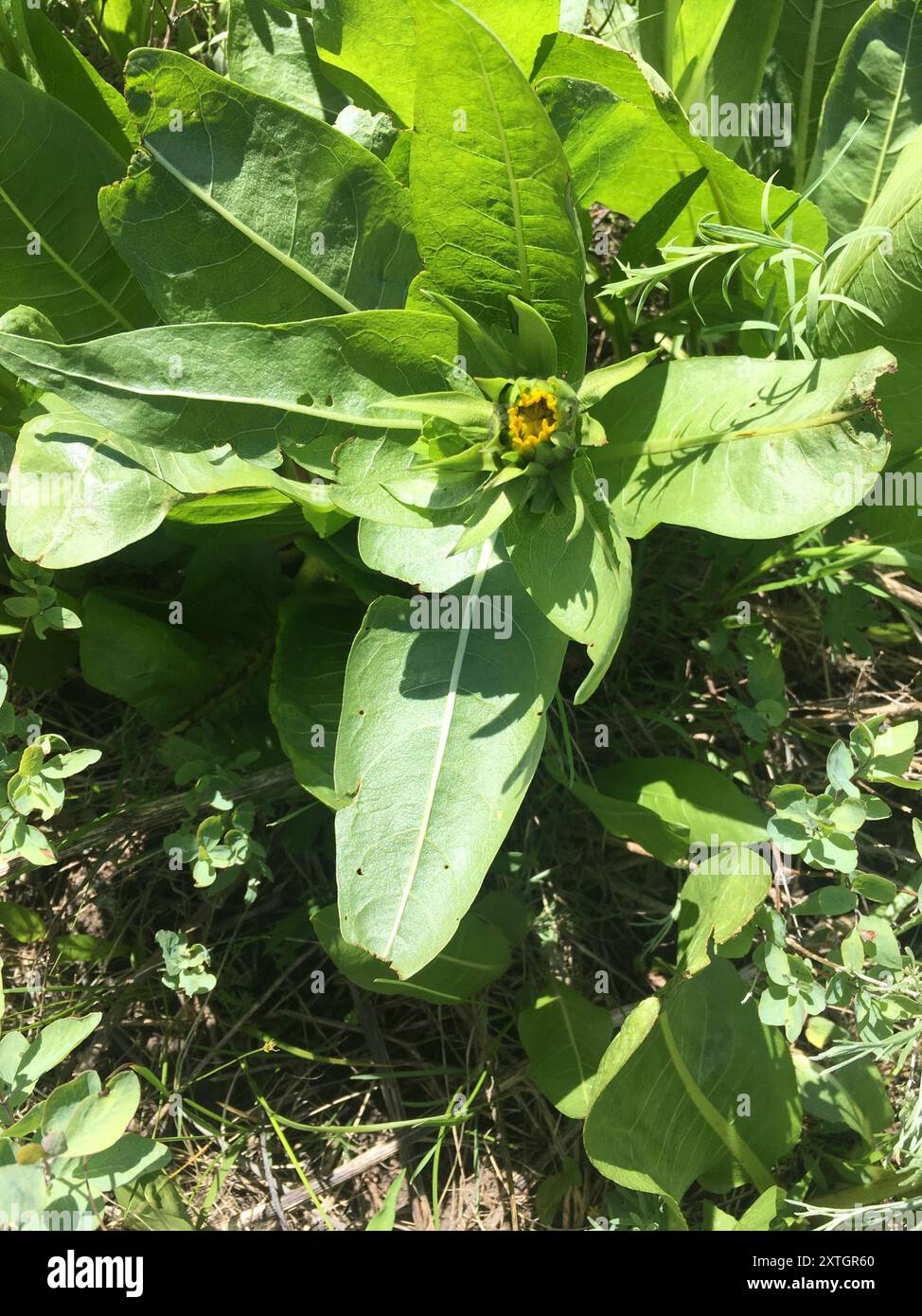 northern mule's ears (Wyethia amplexicaulis) Plantae Stock Photo - Alamy