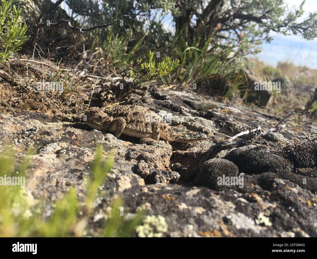 Pygmy Short-horned Lizard (Phrynosoma douglasii) Reptilia Stock Photo ...