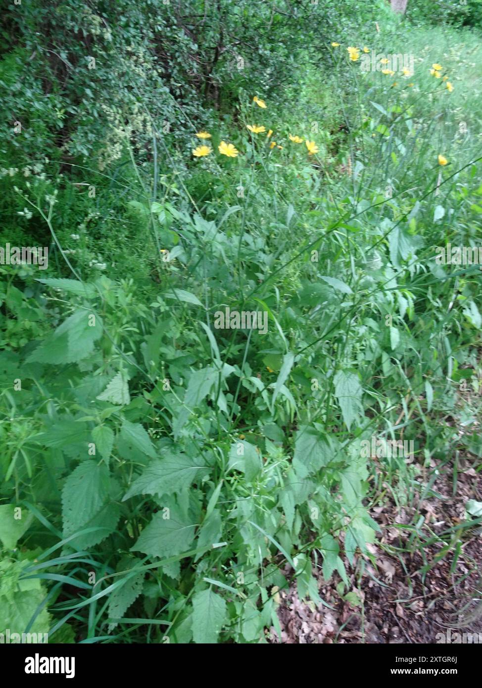 nipplewort (Lapsana communis) Plantae Stock Photo - Alamy