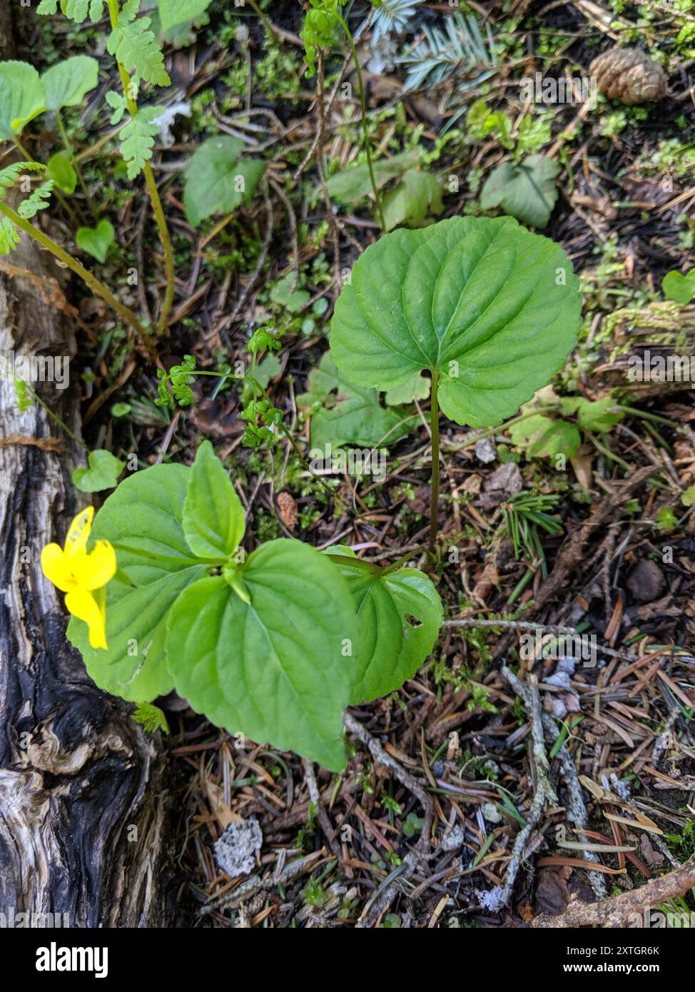 stream violet (Viola glabella) Plantae Stock Photo - Alamy