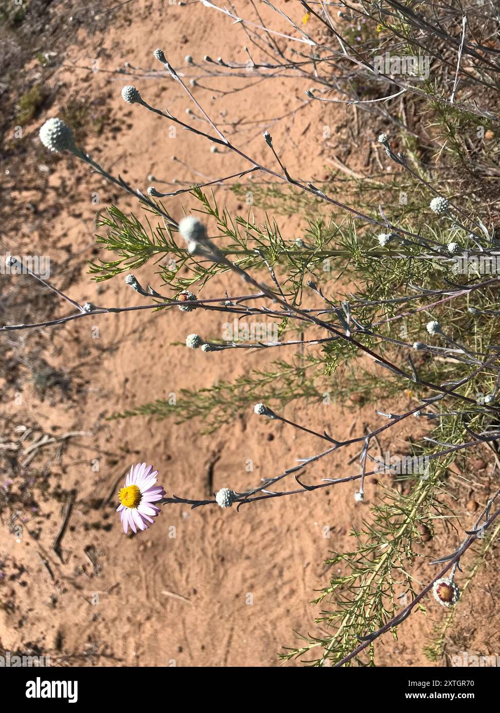 California Aster (Corethrogyne filaginifolia) Plantae Stock Photo - Alamy