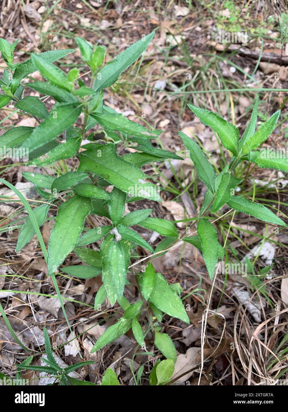 Texas creeping-oxeye (Wedelia hispida) Plantae Stock Photo - Alamy