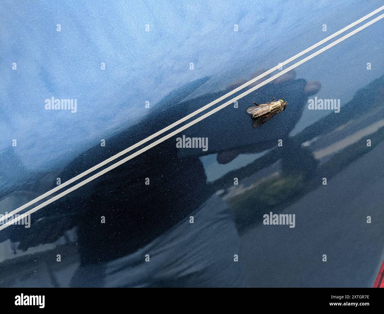 (Tabanus subsimilis) Insecta Stock Photo - Alamy