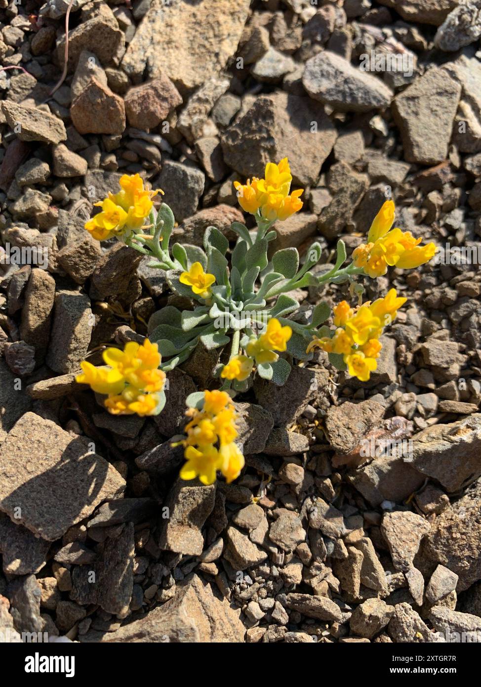 western bladderpod (Physaria occidentalis) Plantae Stock Photo - Alamy