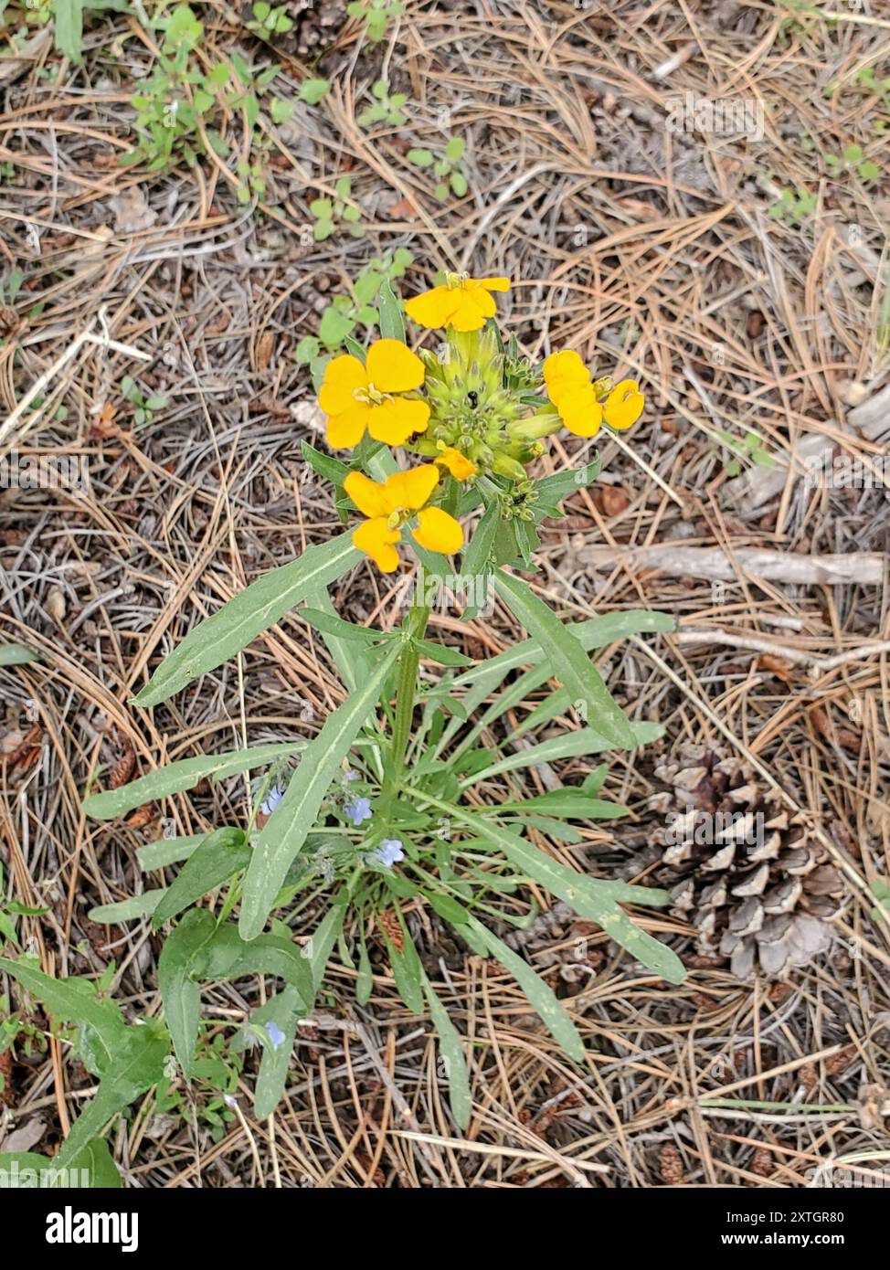 Western Wallflower (Erysimum capitatum) Plantae Stock Photo - Alamy