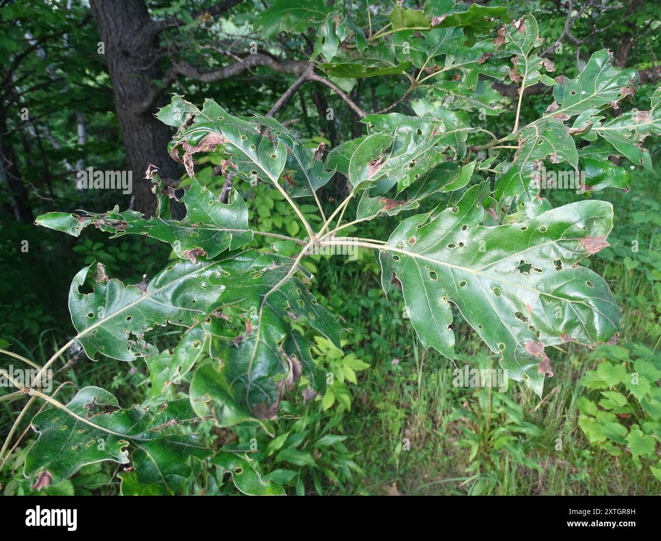 black oak (Quercus velutina) Plantae Stock Photo - Alamy