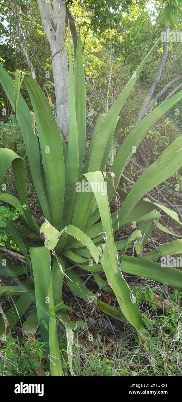 Century plant subfamily (Agavoideae) Plantae Stock Photo - Alamy