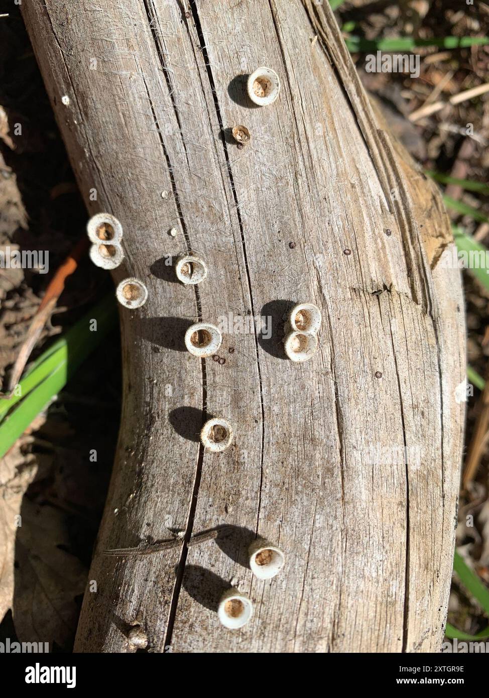 woolly bird's nest fungus (Nidula niveotomentosa) Fungi Stock Photo - Alamy