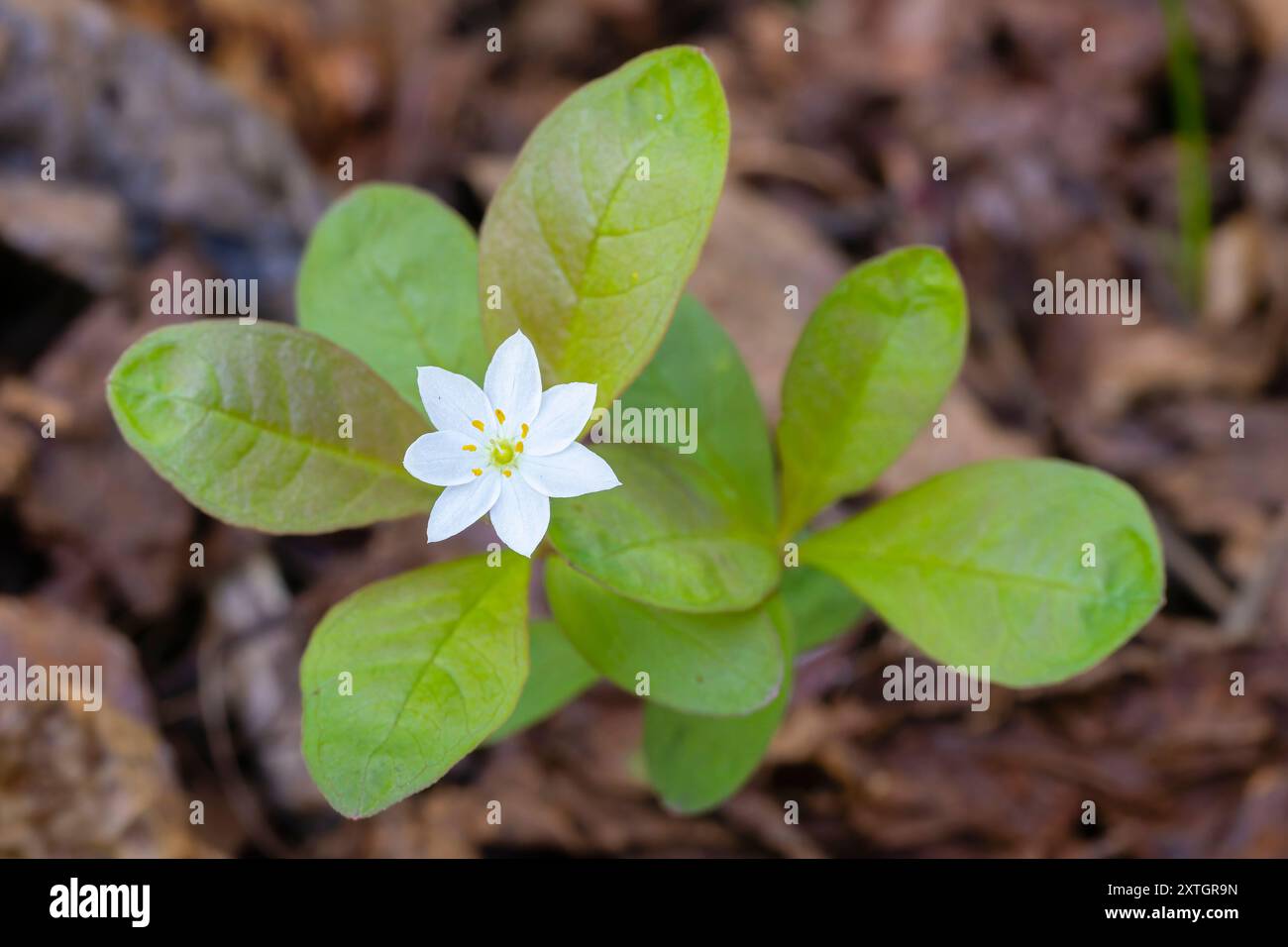 Wildflower macro hi-res stock photography and images - Alamy