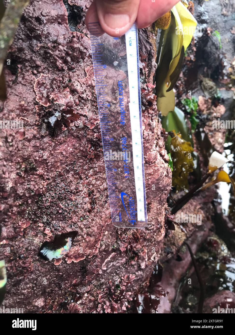 Crustose coralline algae (Lithothamnion) Plantae Stock Photo - Alamy