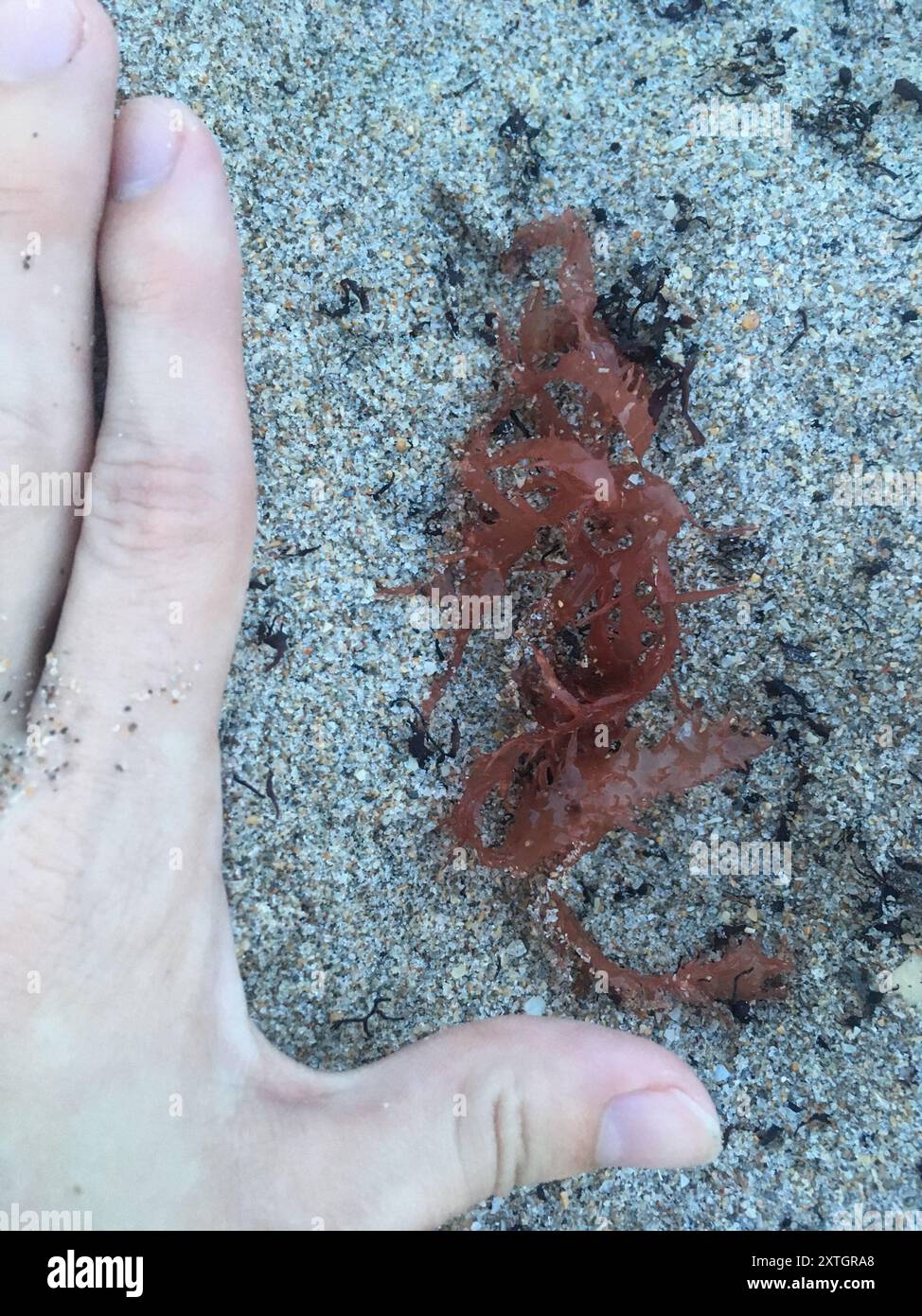 red algae (Rhodophyta) Plantae Stock Photo - Alamy
