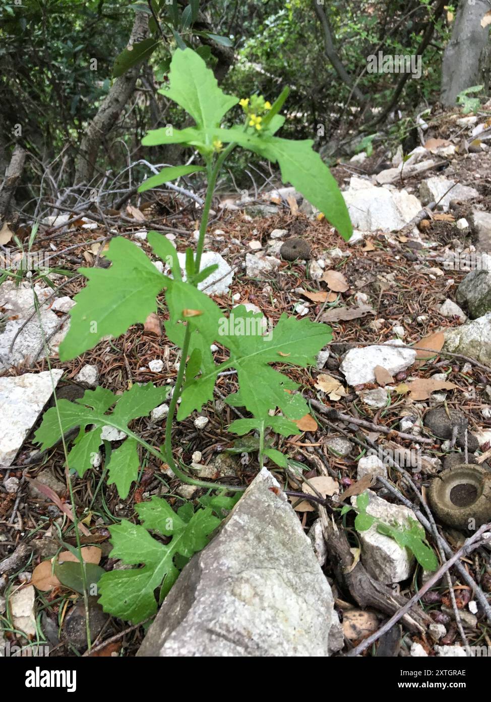 mustard family (Brassicaceae) Plantae Stock Photo - Alamy
