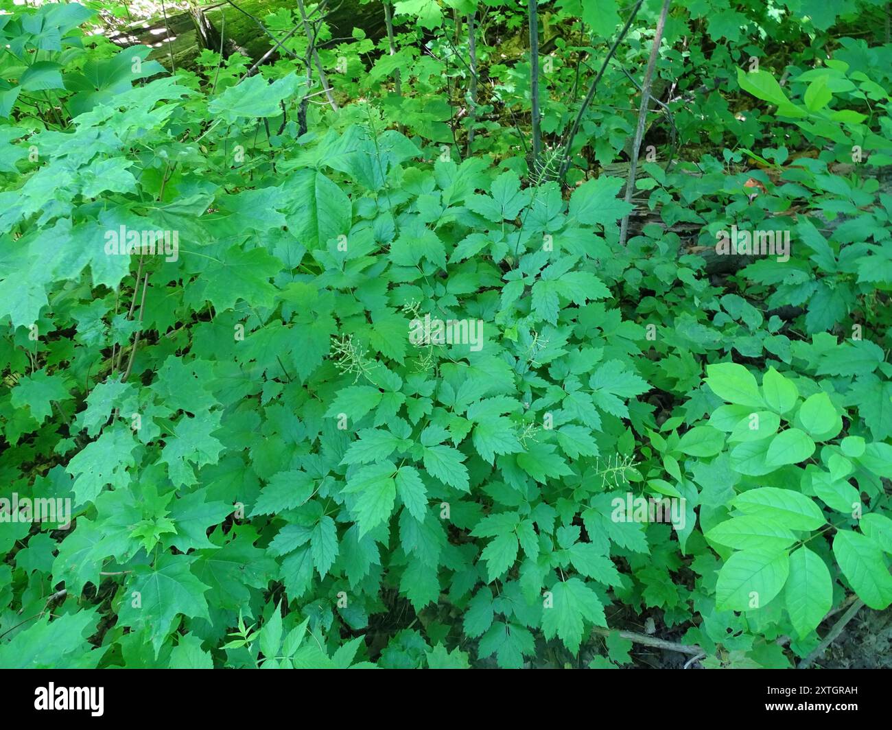 red baneberry (Actaea rubra) Plantae Stock Photo - Alamy