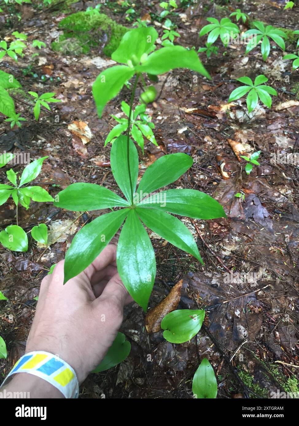 Cucumber Root (Medeola virginiana) Plantae Stock Photo - Alamy