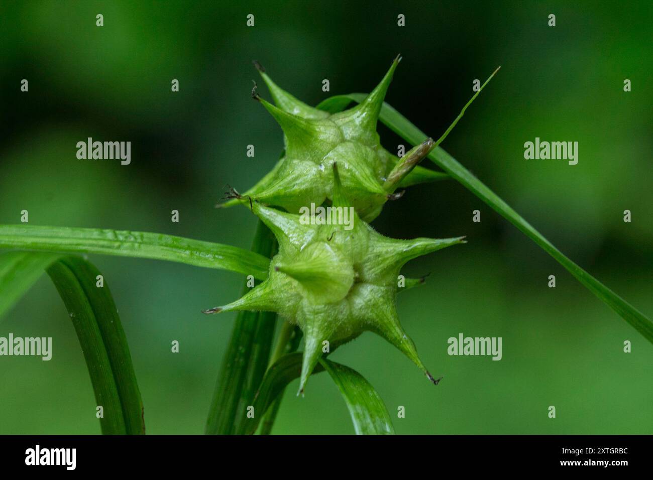 Gray's sedge (Carex grayi) Plantae Stock Photo - Alamy