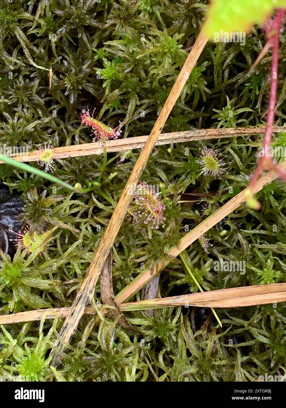 round-leaved sundew (Drosera rotundifolia) Plantae Stock Photo - Alamy
