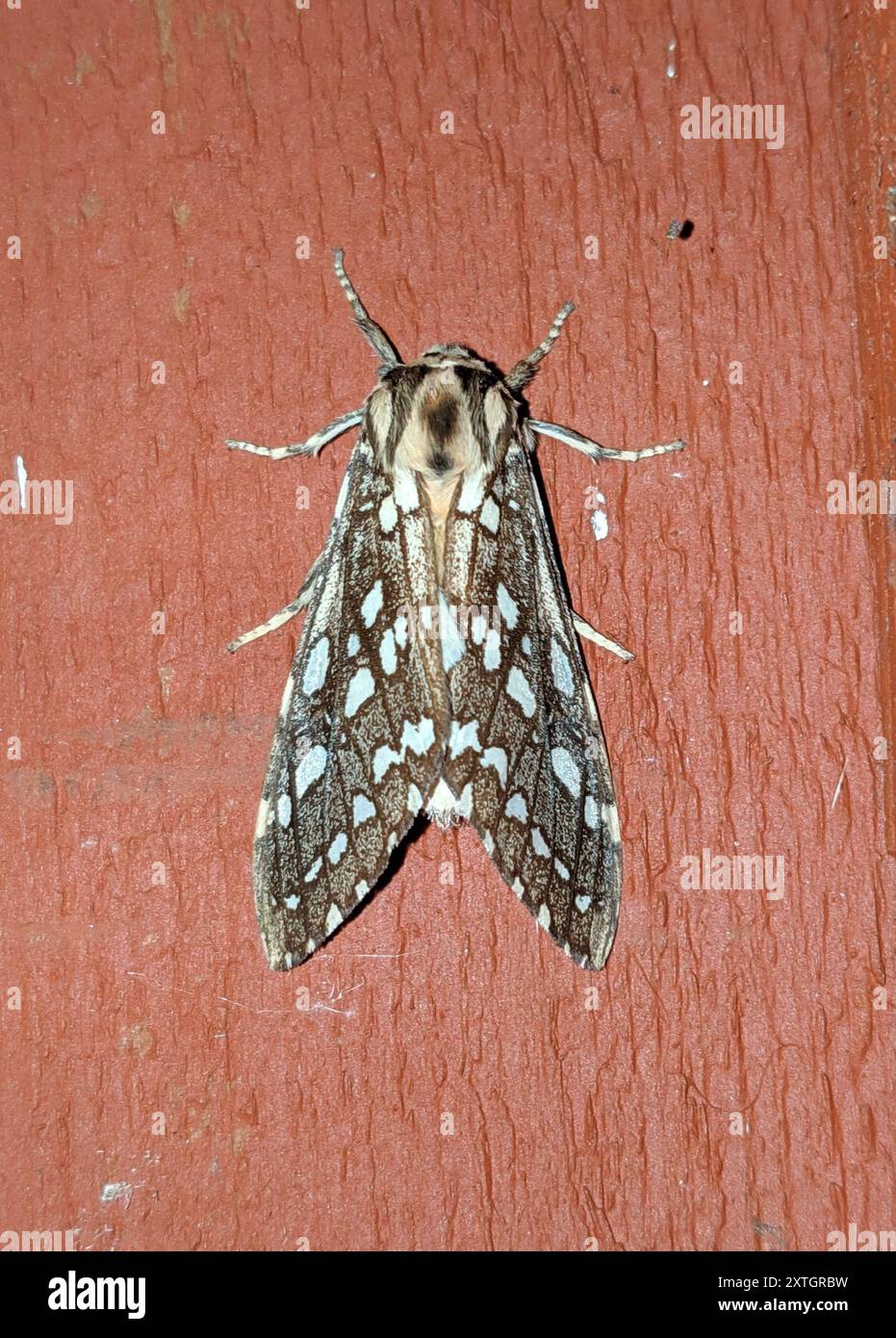 Silver-spotted Tiger Moth (Lophocampa argentata) Insecta Stock Photo ...